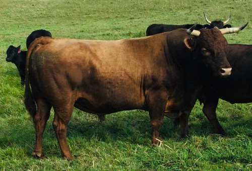 SF Ferdinand | 2 Men & A Hen Farm | Michigan