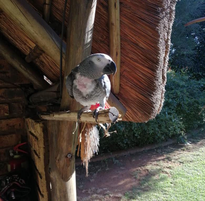 Psittacine Beak and Feather Disease (PBFD)