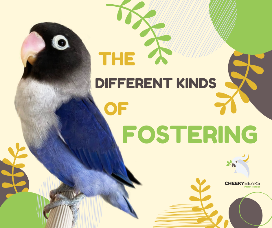 Different Kinds Of Fostering