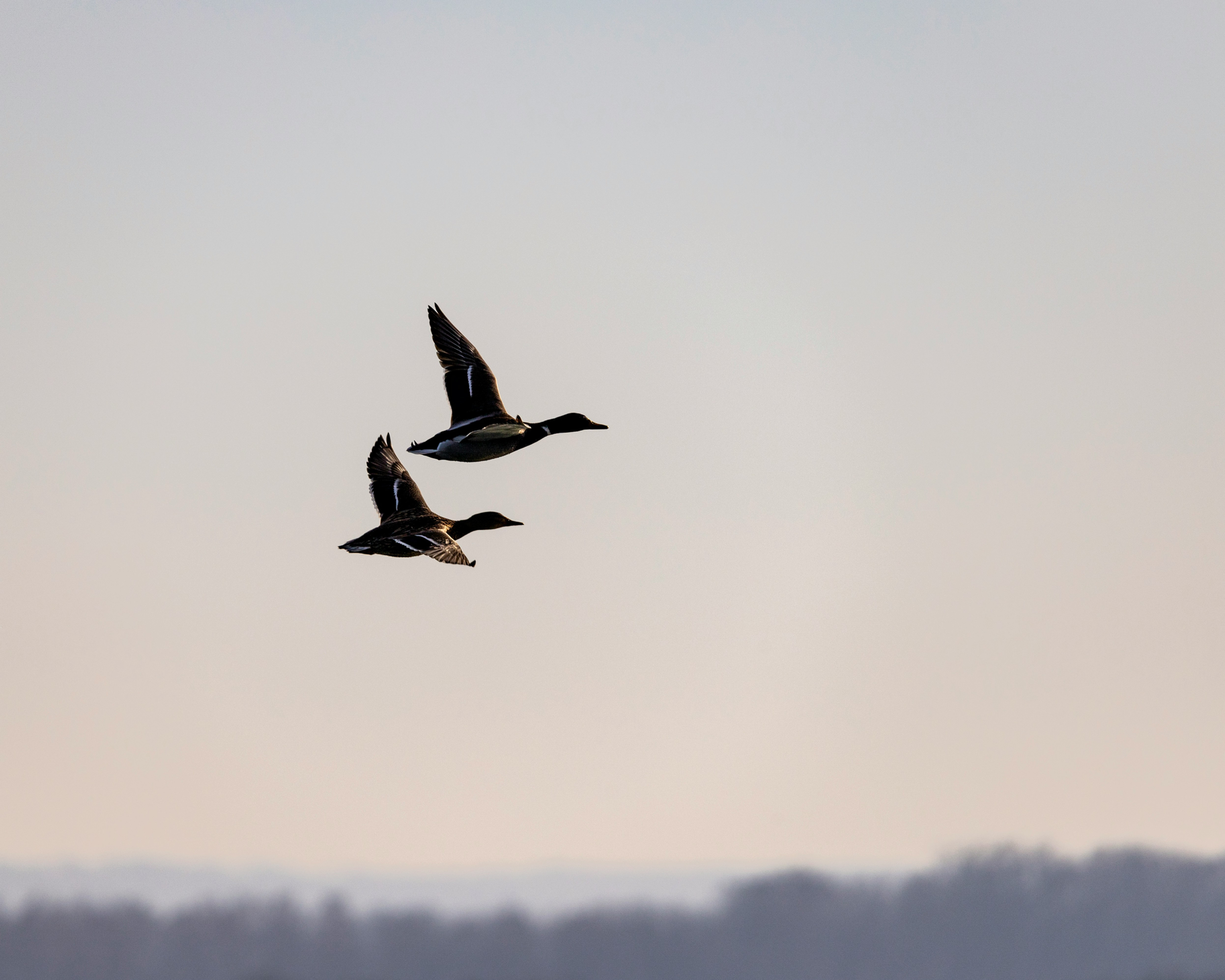 Duck Frames | JxL Outdoors