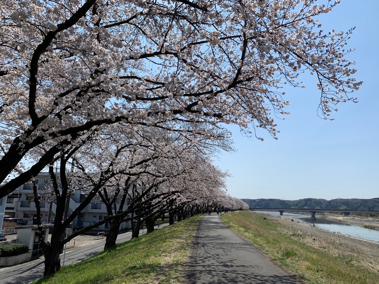 1-Day Cherry blossoms in Akiruno, Fussa, Tokyo