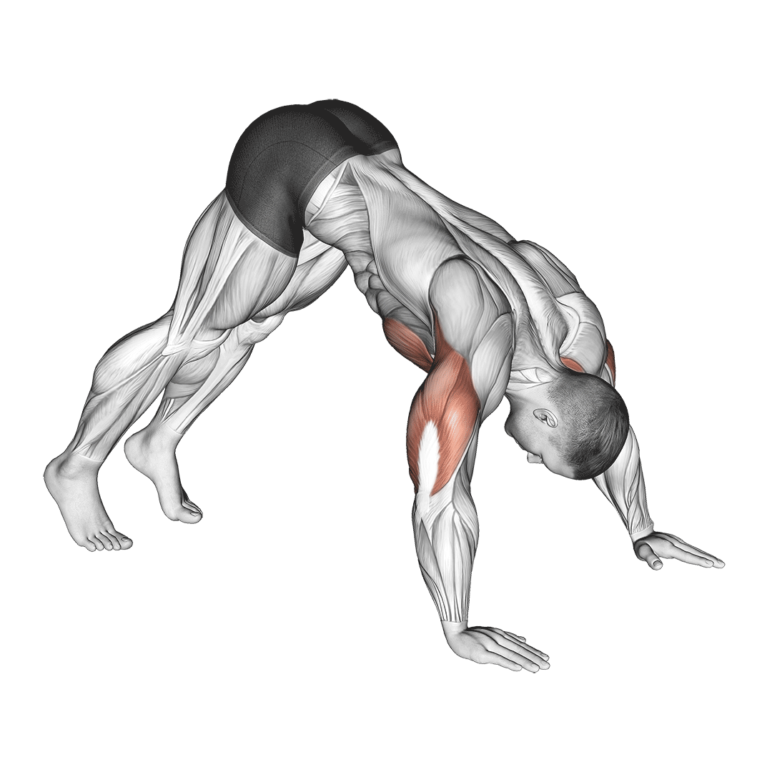 Best Chest Exercises Push Ups Variations for Upper Chest Development
