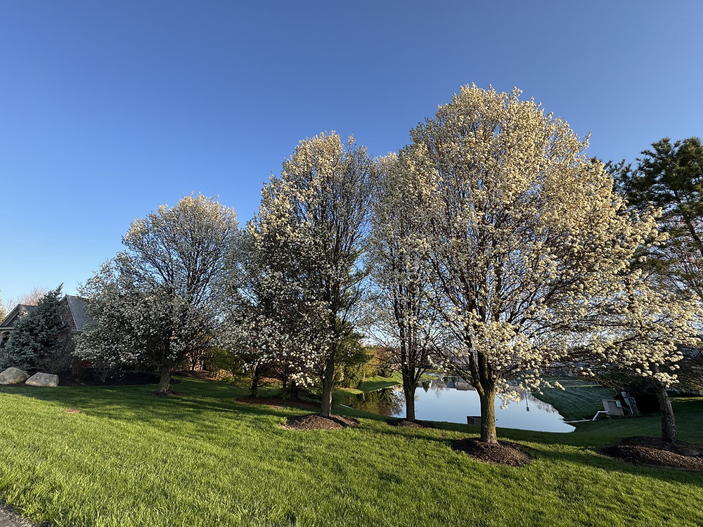 Bradford Pear Tree Removal in Hamilton County, Indiana – Join the ...