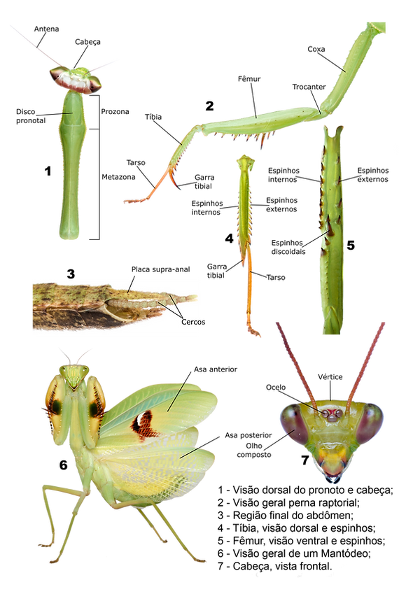 Morfologia | mantodea