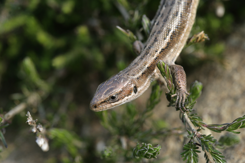 Do Lizards Lay Eggs? …And Other Questions