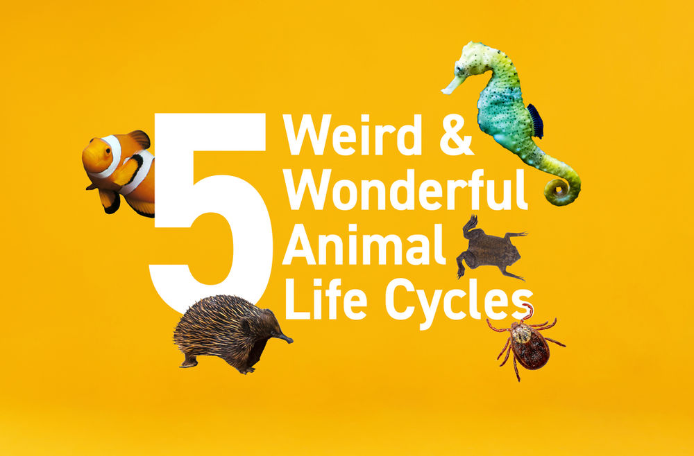5 Weird and Wonderful Animal Life Cycles