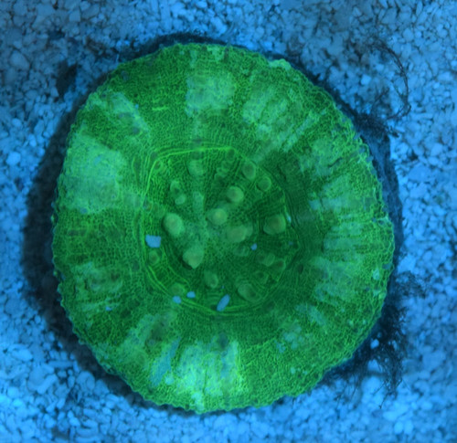 small scoly green | Advanced