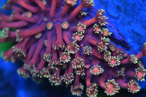 Fire Goni | Advanced