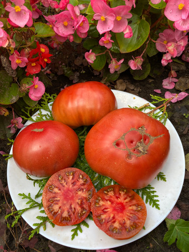 One Trick Pony / Один трюк Пони (Канада). | Lux Tomatoes