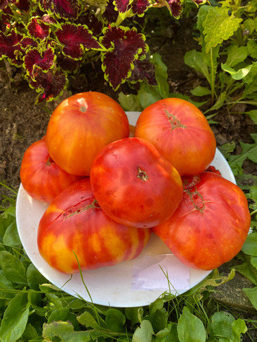 Paglione / Paglione, Italy | Lux Tomatoes