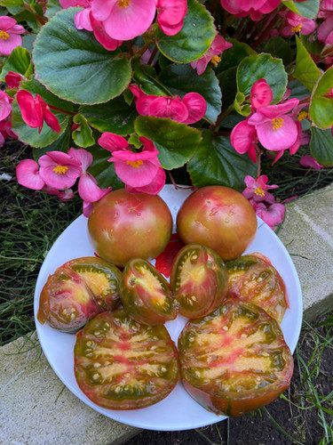 Spring Noire / Весенний Нуар | Lux Tomatoes