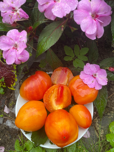 Mila Roggie / Мила Роджи, Италия | Lux Tomatoes