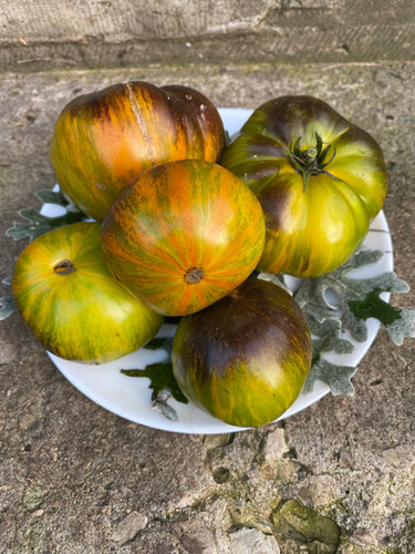 Dwarf Rebella /Гном Ребелла ( Латвия) | Lux Tomatoes