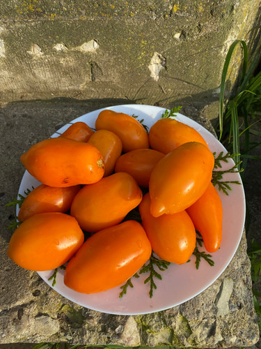 Mango Django / Манго Джанго ( Россия) | Lux Tomatoes