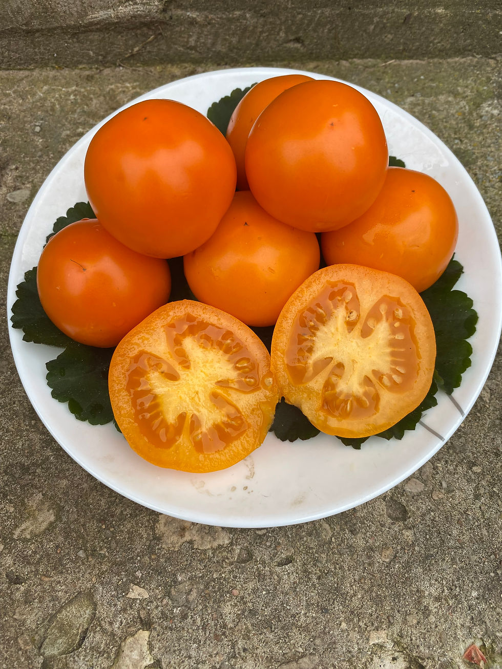 Каталог | Lux Tomatoes