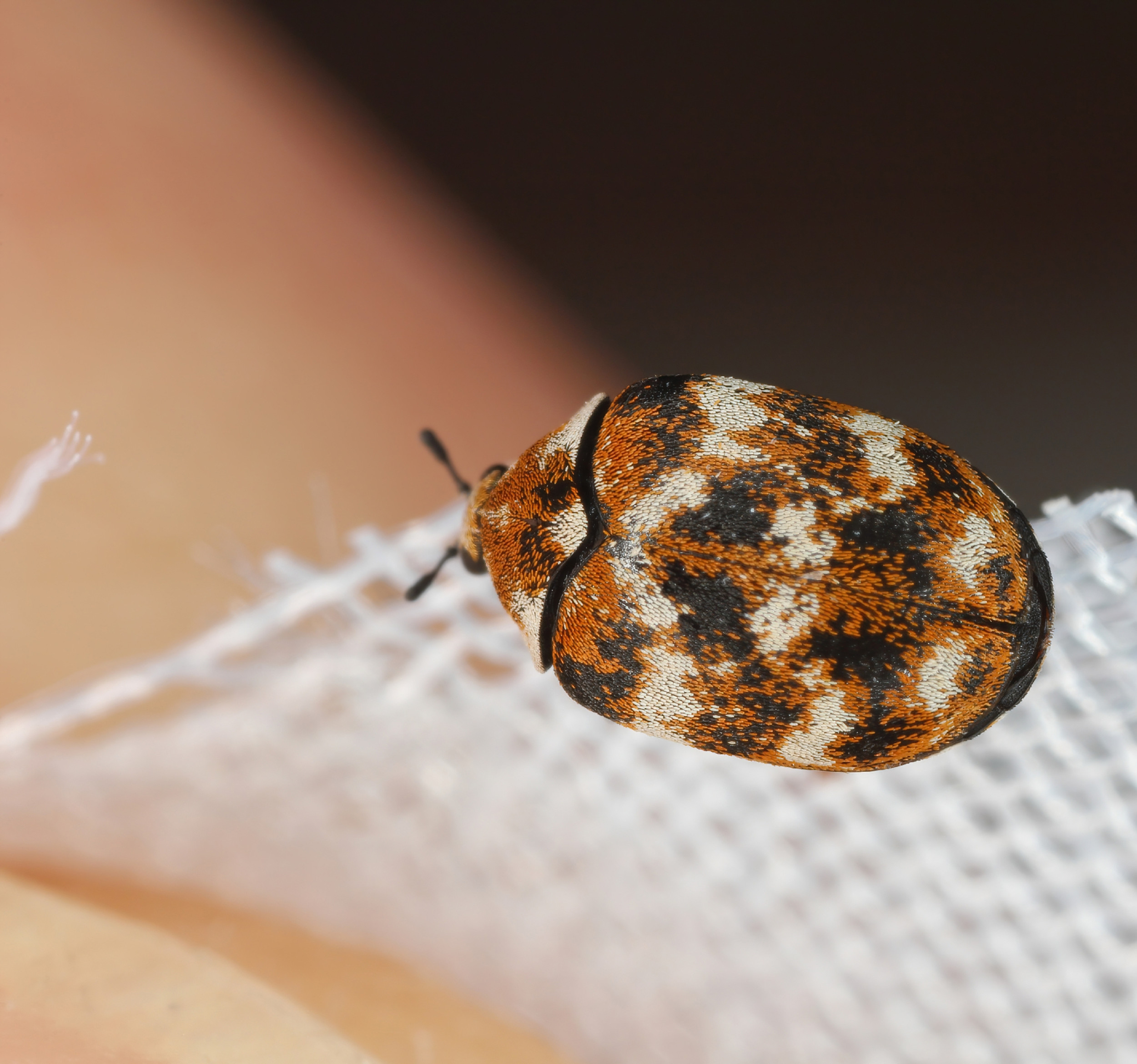 Carpet Beetles | Dominion Pest LLC