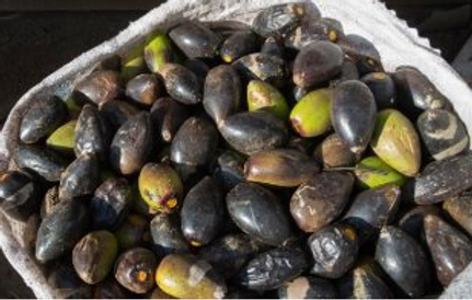 The Power of the Pili - Welcome