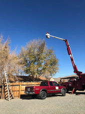 Tree Service | Expert Reno Tree Service | Reno, NV United States