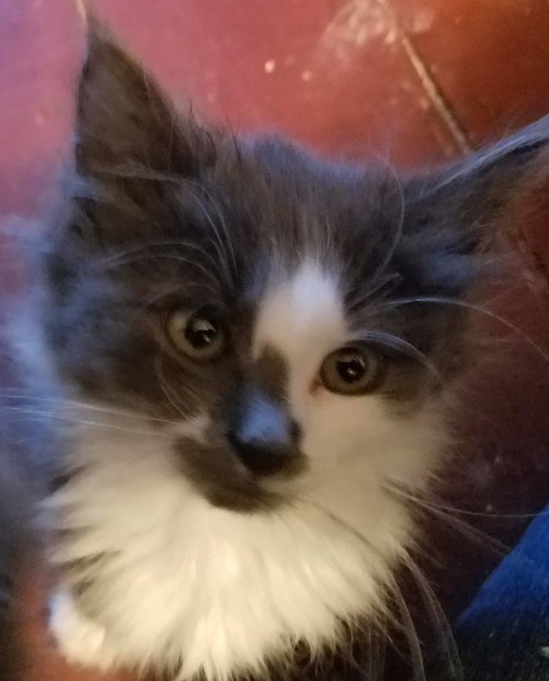 Cat Rescue Group | Salem's Community Cats