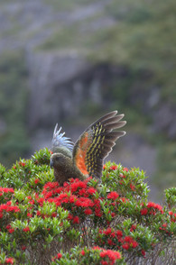 Kea