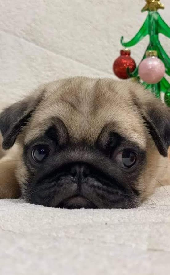 Windsor Pugs | Akc Pug Puppies | Davis Junction, IL, USA | Pug Puppies ...