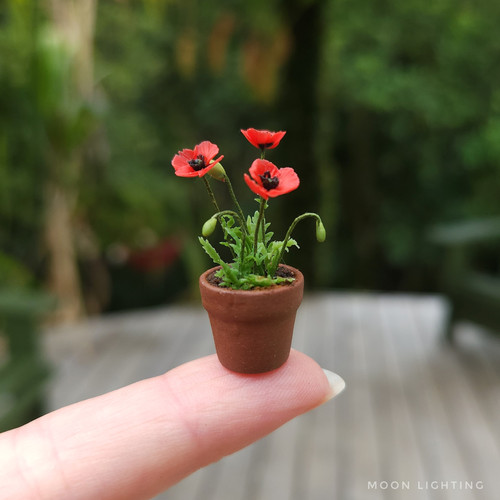 Poppy pot plant | Moon Lighting