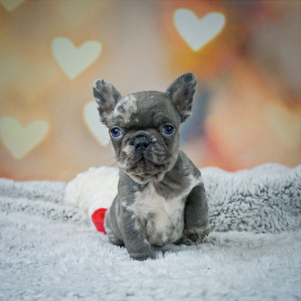 Unveiling the Charm: The 5 Most Exotic French Bulldog Colors