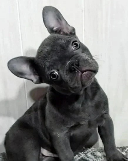 Unleashing Joy: 10 Hilarious Frenchie Quotes to Brighten Your Day!