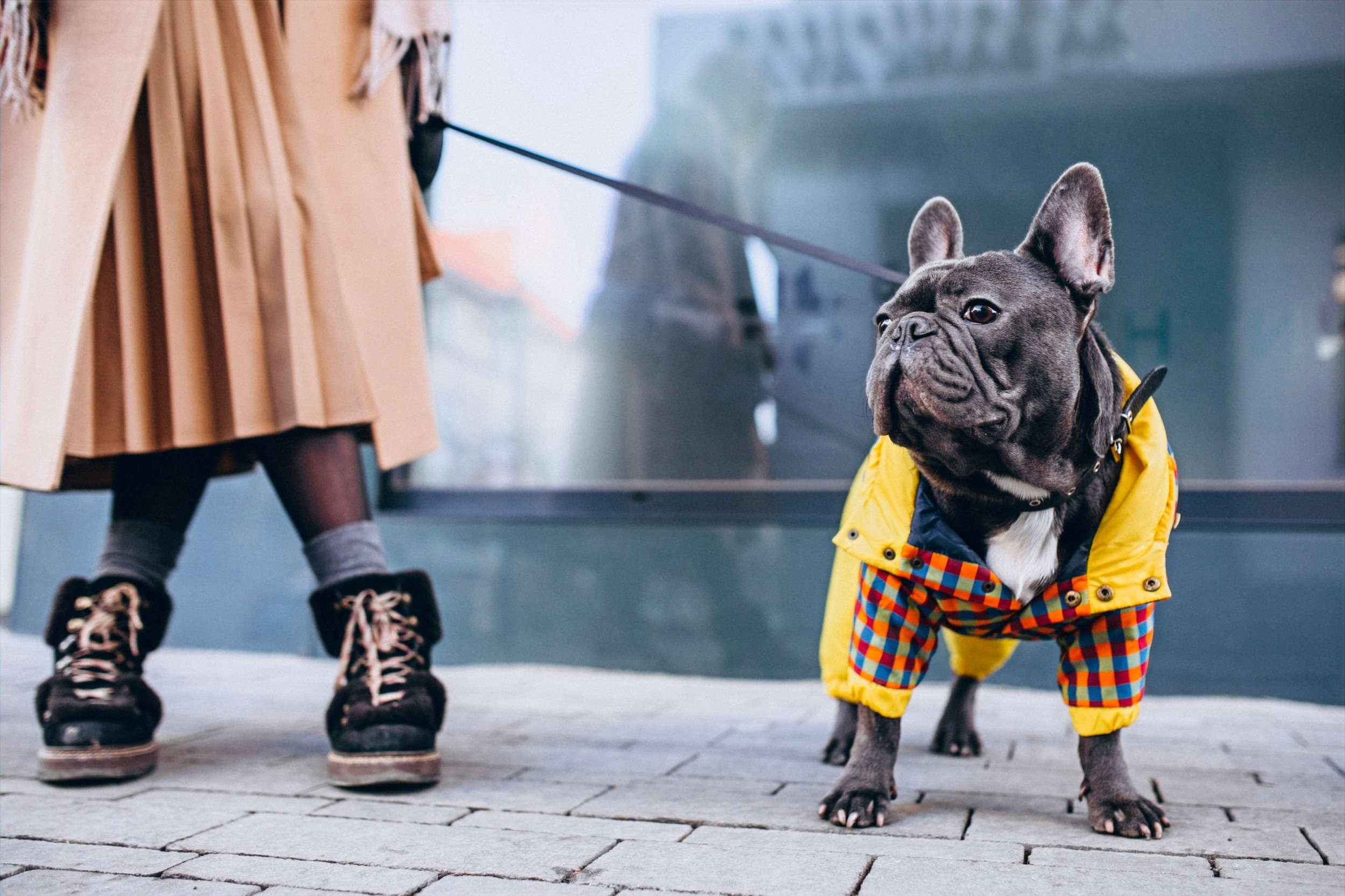 "Ensuring Your Frenchie's Safety: 3 Street Rules That Could Save Their ...