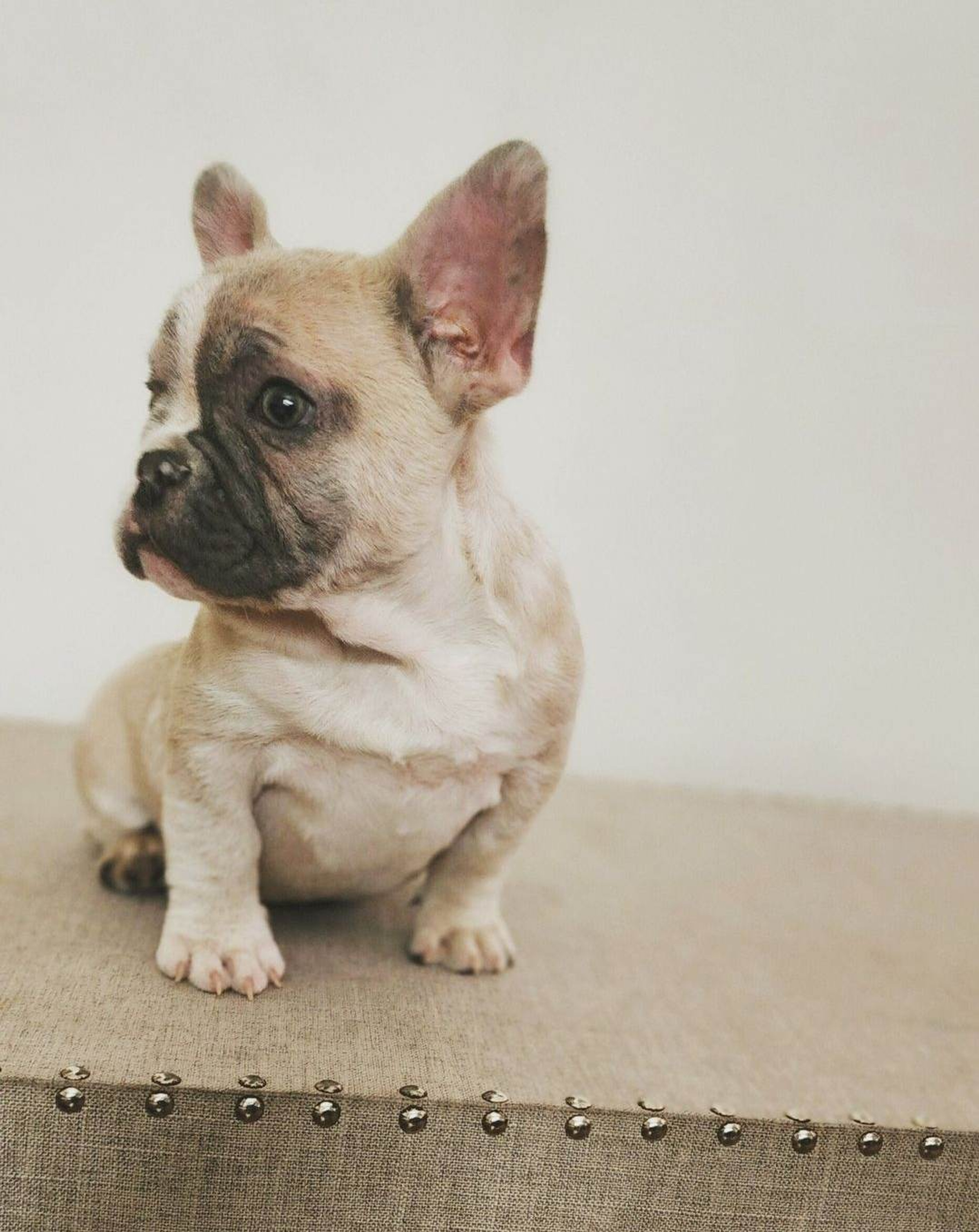 "The Frenchie Effect: 6 Ways These Adorable Companions Transform Your Life"