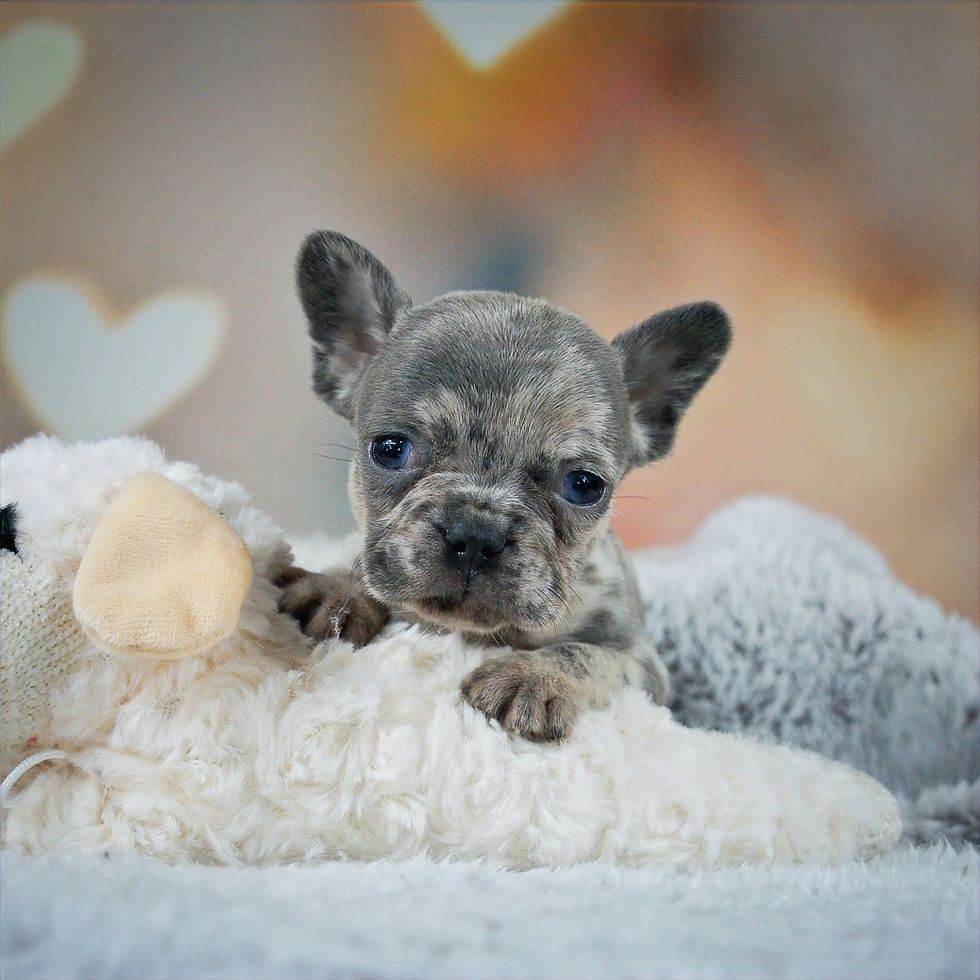Unveiling the Charm: The 5 Most Exotic French Bulldog Colors