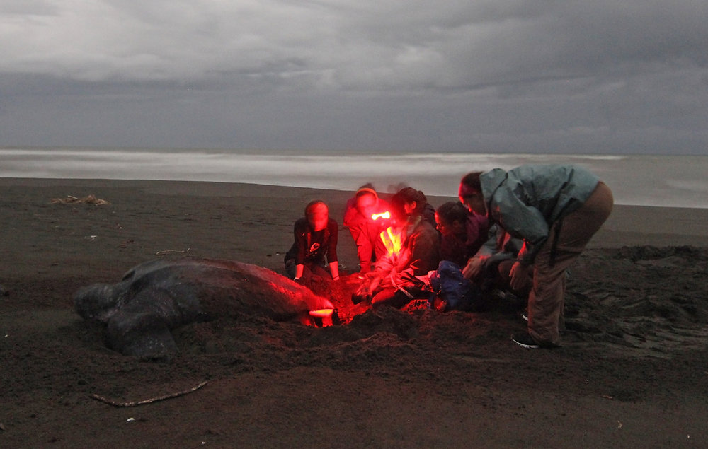 Reserva Pacuare: más de tres décadas protegiendo las tortugas marinas