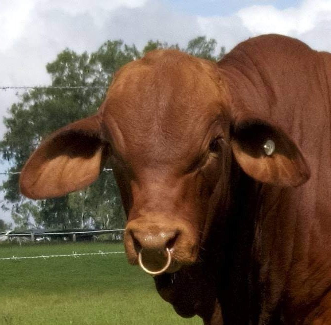Stud Bulls For Sale | Seymour Droughtmasters | Paterson