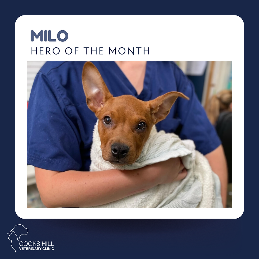 Hero of the Month - November