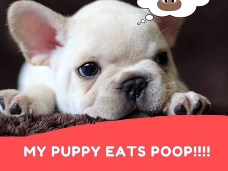 WHY DO FRENCHIES EAT THEIR 💩💩and HOW TO STOP IT??