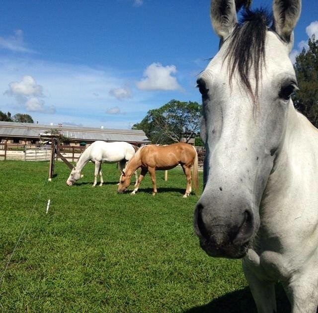 ABOUT THE RANCH | DavieRanch | Horseback Riding