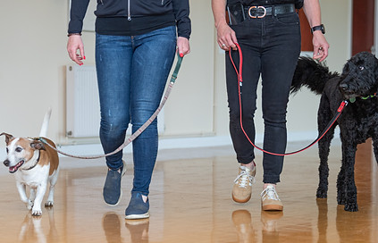 Paws & Progress - Dog Training in Dorset and Hampshire