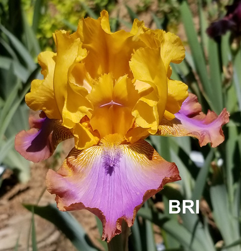 Gladys Austin | Black Ridge Iris