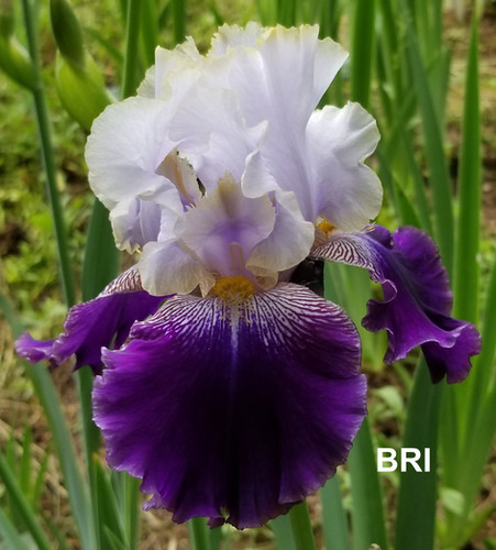 Slovak Prince | Black Ridge Iris