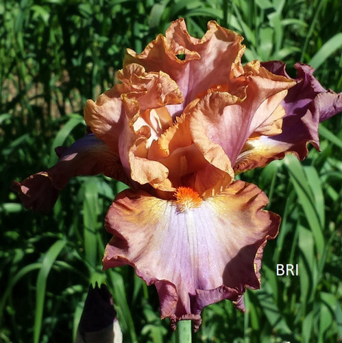 Voodoo Child | Black Ridge Iris