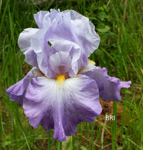 Splish Splash | Black Ridge Iris