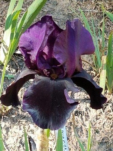 Black Fantasy | Black Ridge Iris
