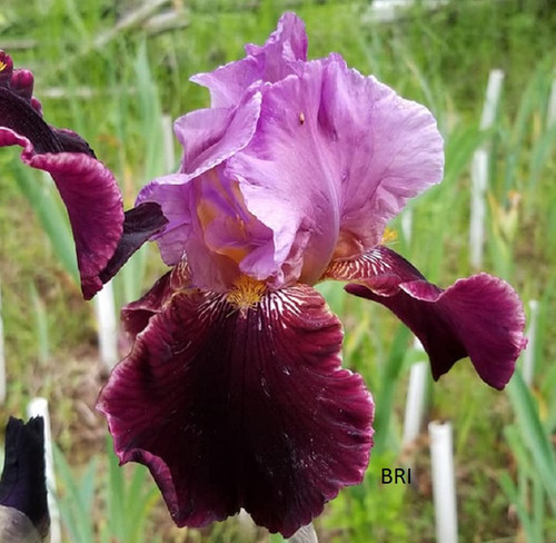 Double Agent | Black Ridge Iris