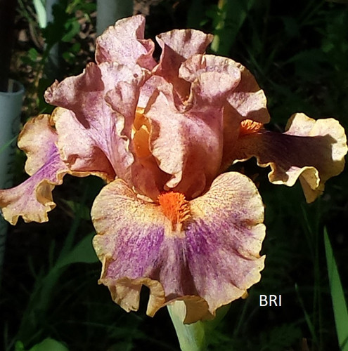 Synergy | Black Ridge Iris