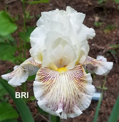 Spring Madness | Black Ridge Iris