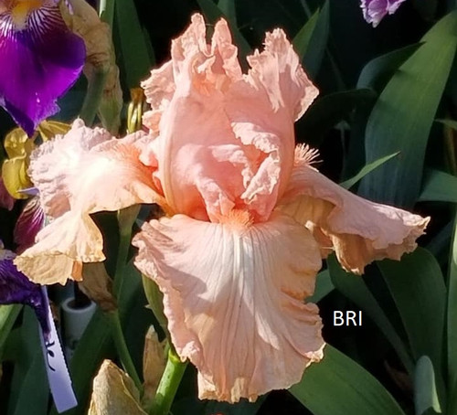 Too Sweet | Black Ridge Iris