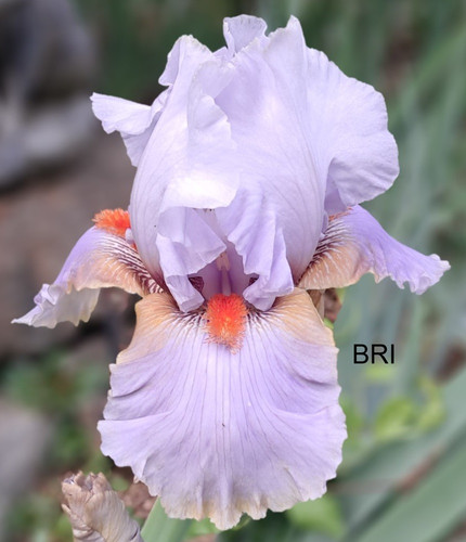 Scented Wonder | Black Ridge Iris