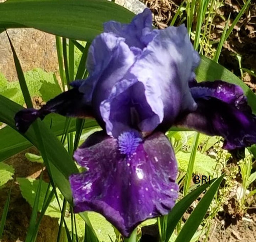 Hellcat | Black Ridge Iris