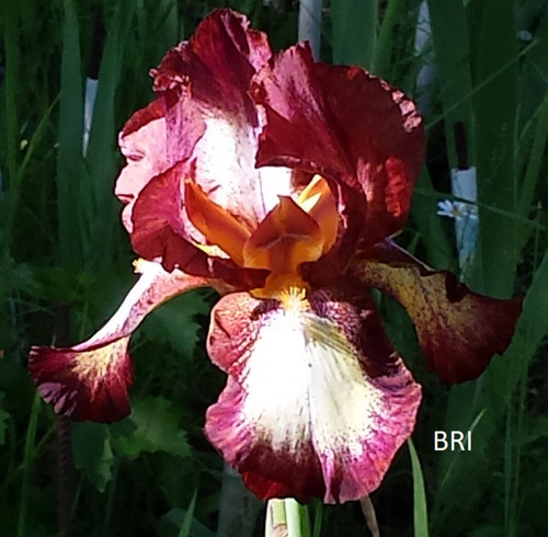 Jet Fire | Black Ridge Iris