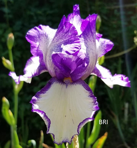 Loop The Loop | Black Ridge Iris